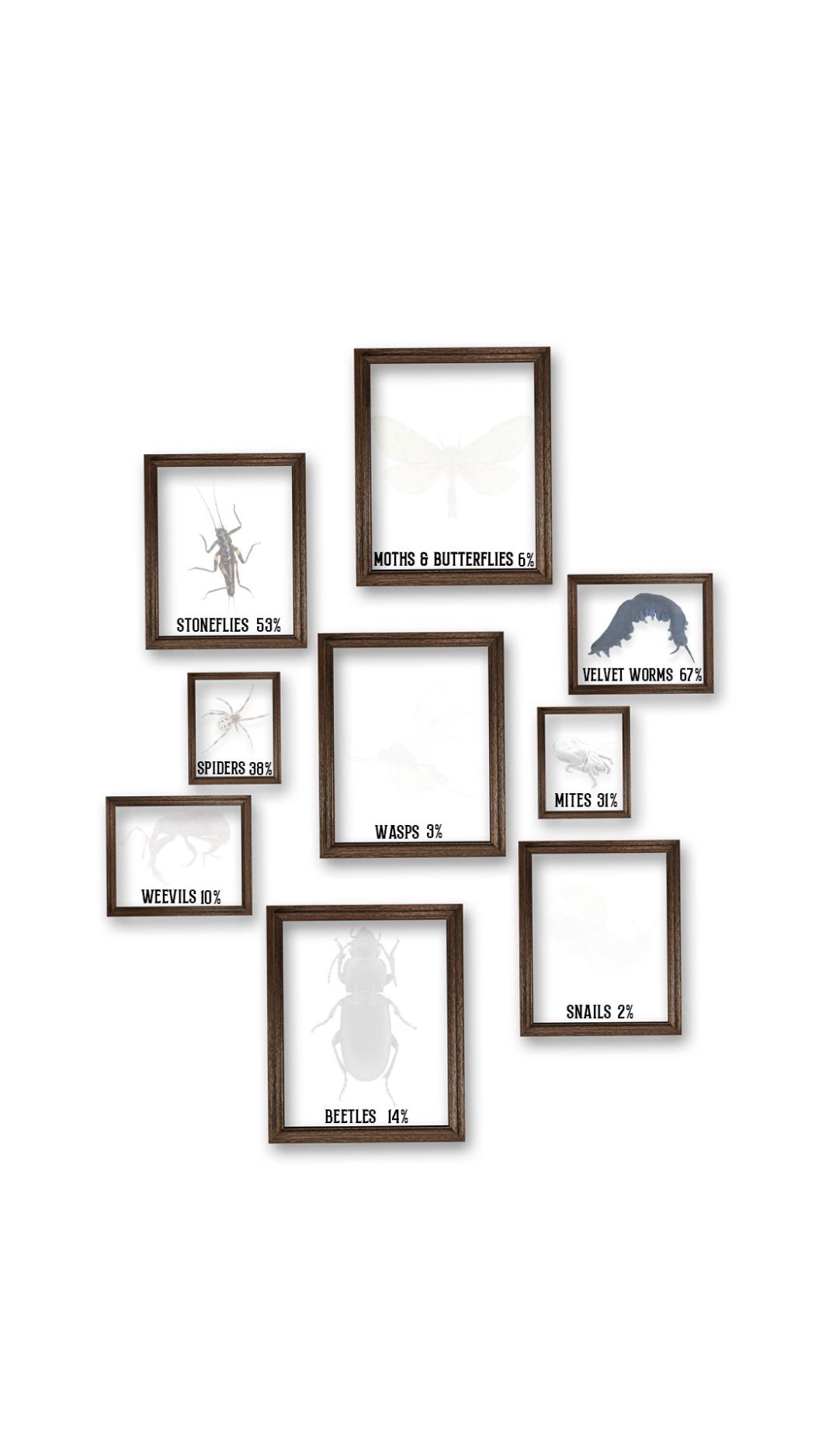 Aotearoa's vanishing species: Creatures great and small