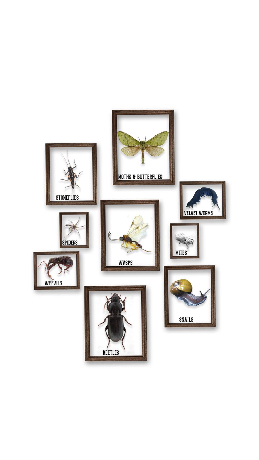 Aotearoa's vanishing species: Creatures great and small