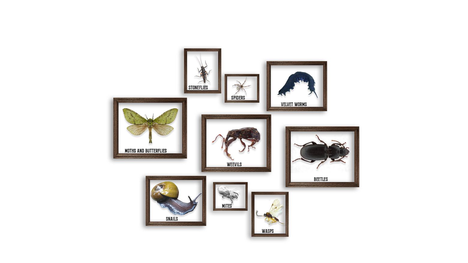 Aotearoa's vanishing species: Creatures great and small